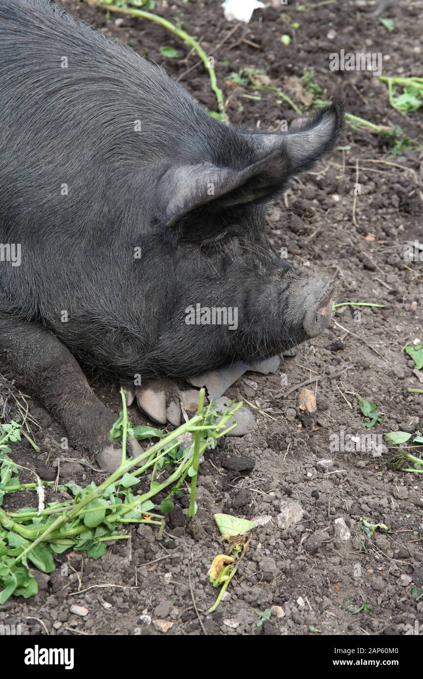 Hairy pigs hi-res stock photography and images - Alamy