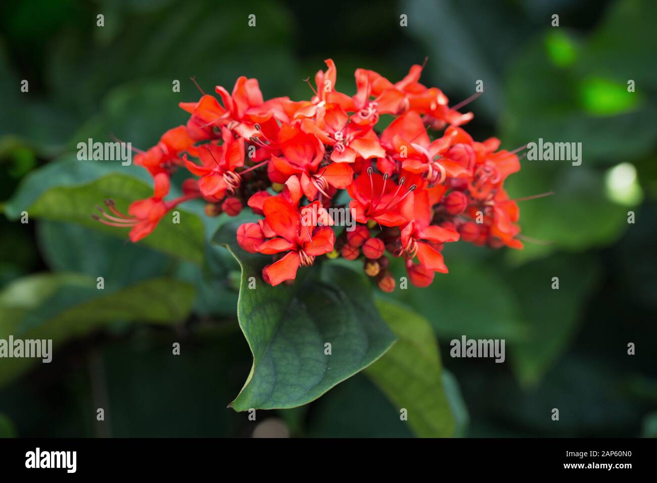 Clerodendrum splendens hi-res stock photography and images - Alamy