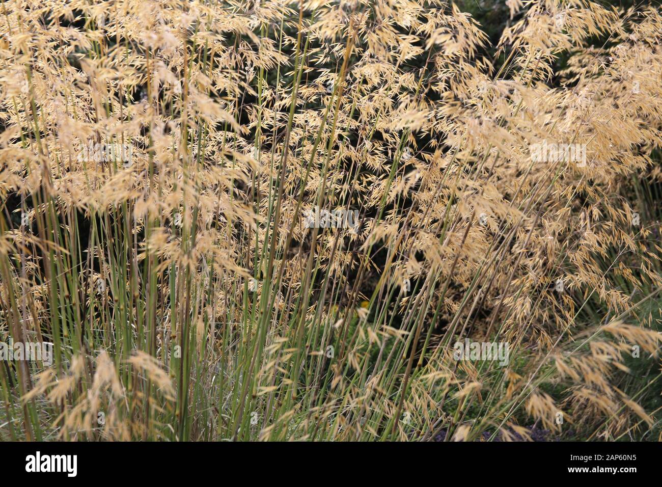 Tall grasses garden hi-res stock photography and images - Alamy