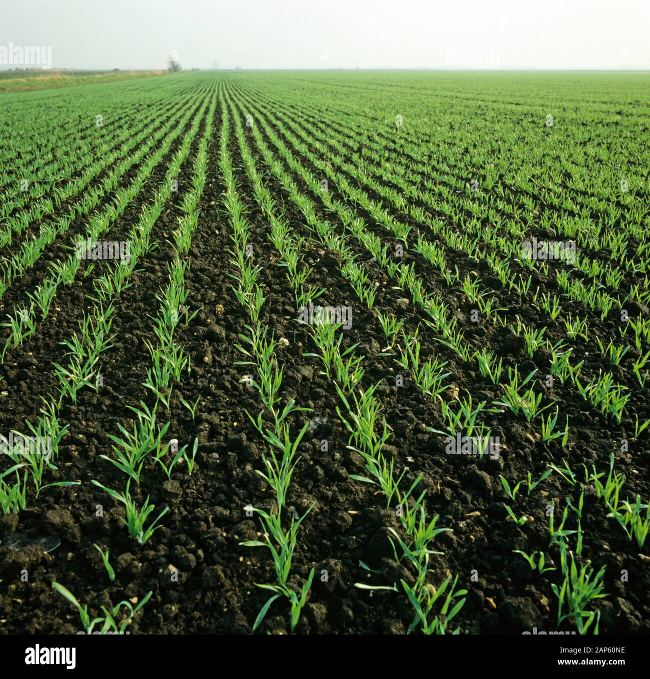 Young Barley Plant 2 Row Barley Plants: Growing 2 Row Malting Barley