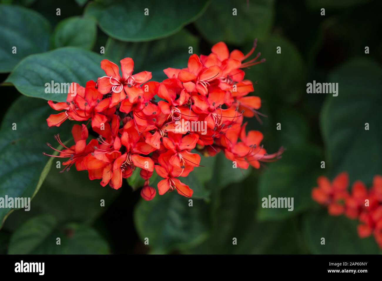 Clerodendrum Splendens