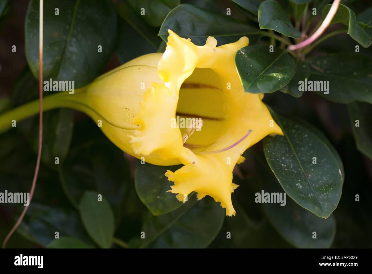 Longiflora lily hi-res stock photography and images - Alamy