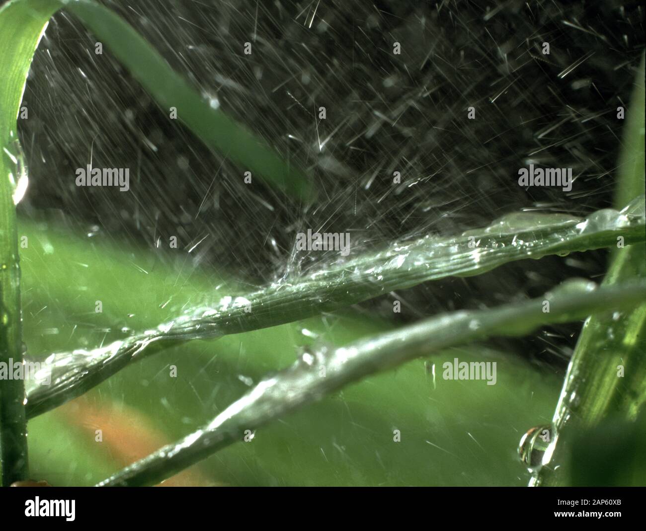 Spray or rain droplets hitting, splashing and bouncing off the ...