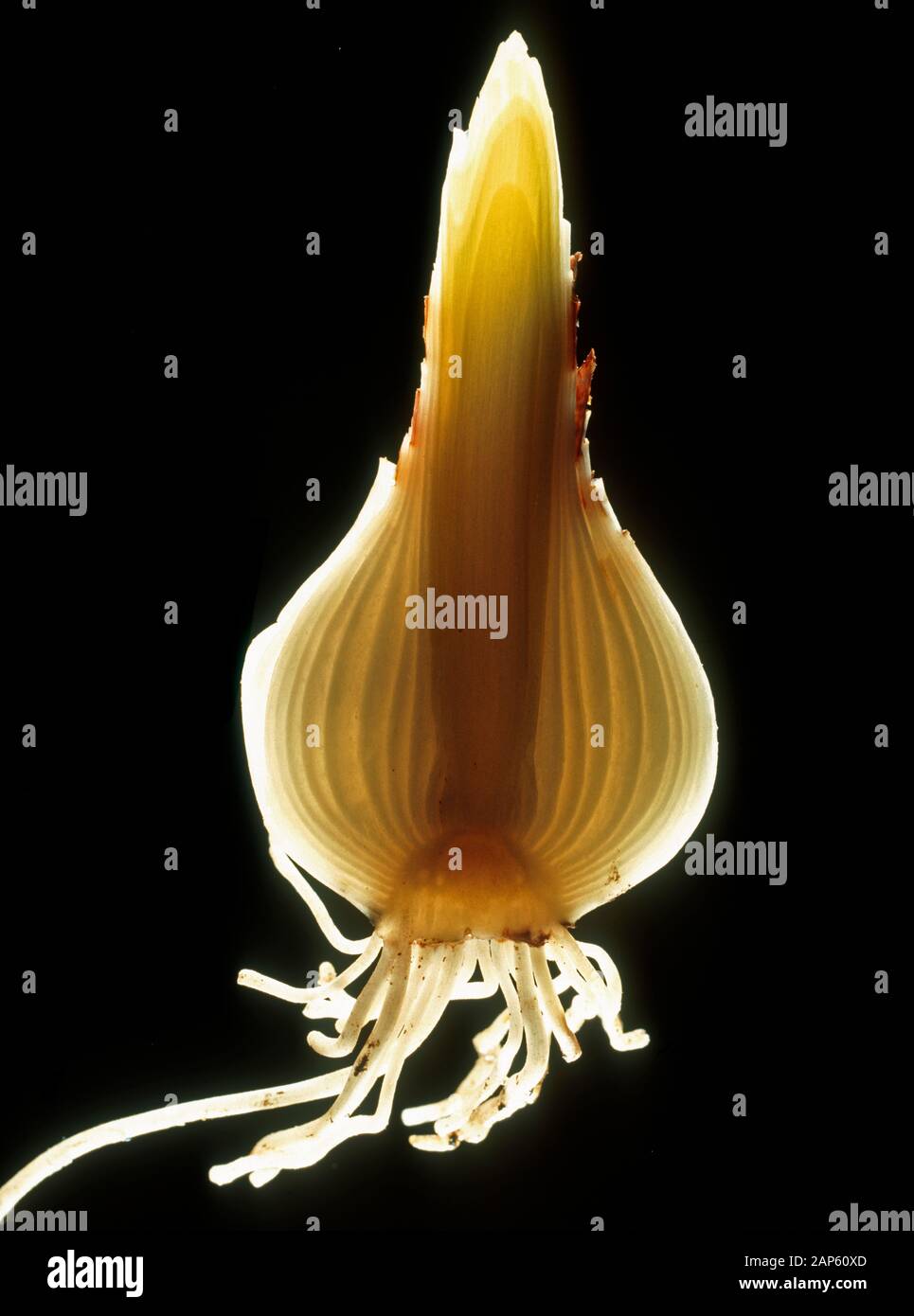 Narcissus bulb section hi-res stock photography and images - Alamy