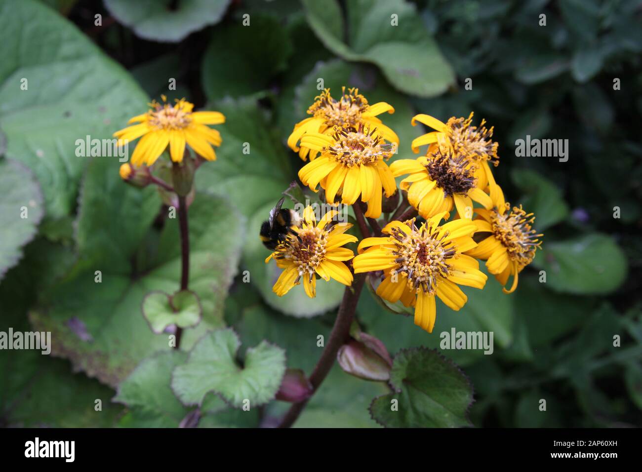 Leopard plant hi-res stock photography and images - Alamy