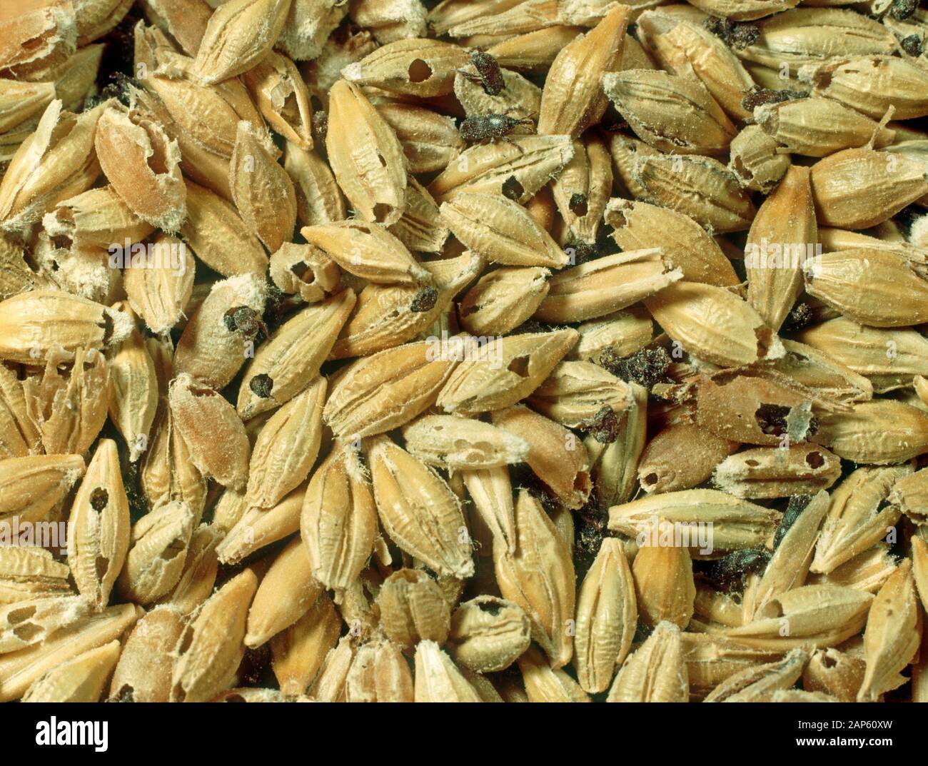Barley grain weevil (Sitophilus granarius) and severely damaged barley ...