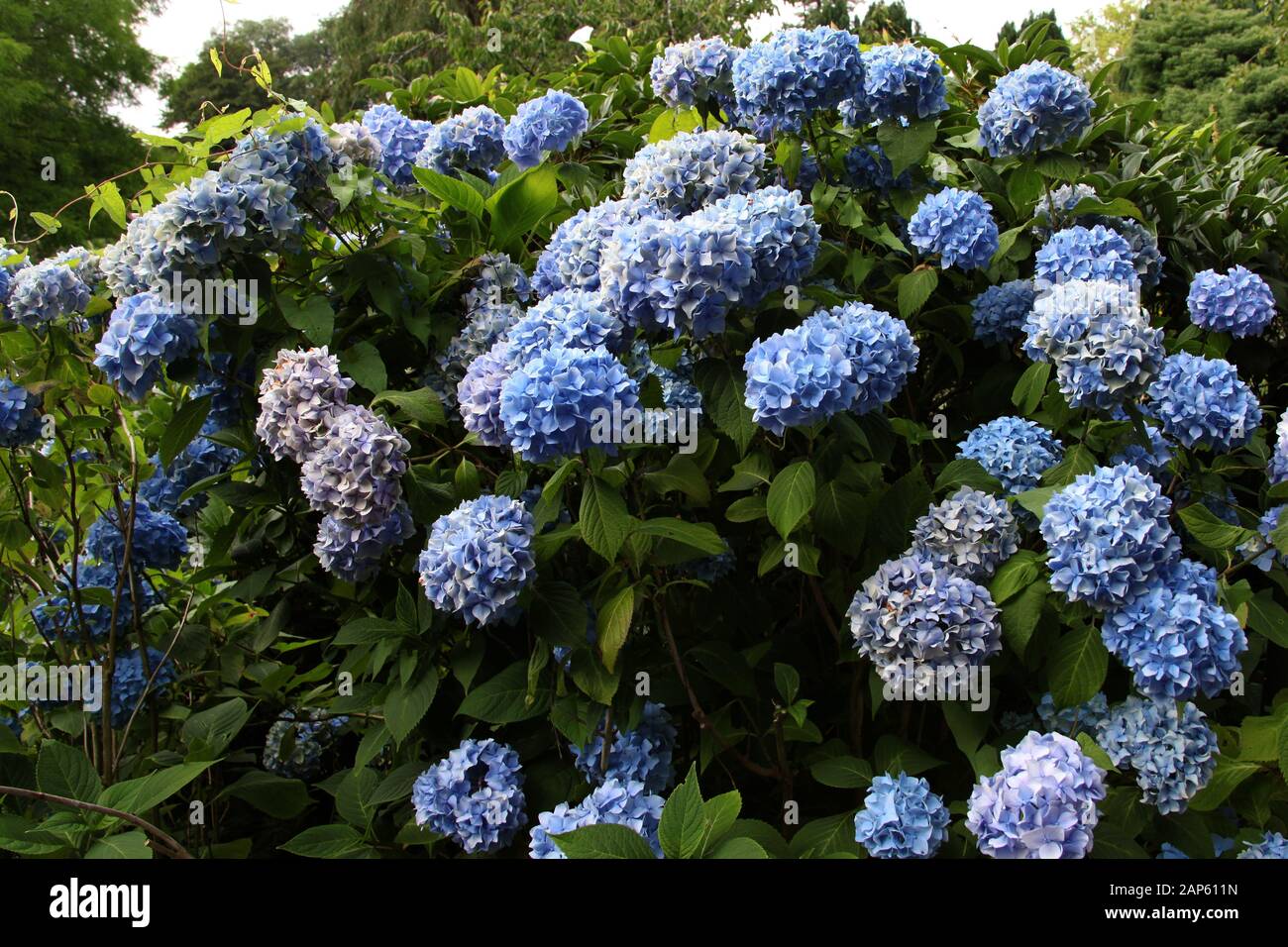Blue Big leaf Hydrangeas Stock Photo - Alamy