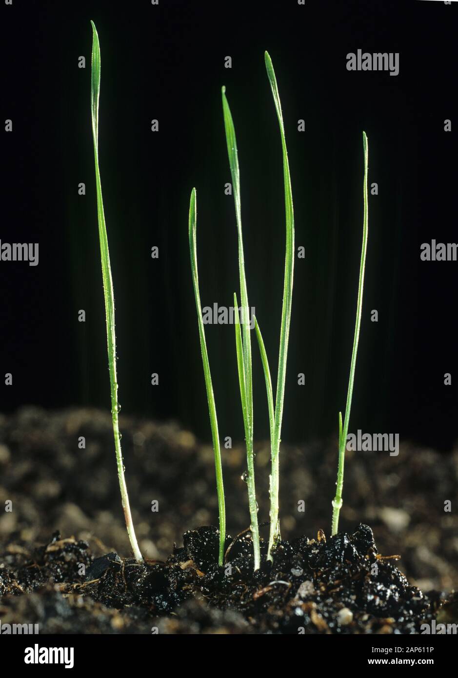 Blackgrass (Alopecurus myosuroides) seedling weed grasses at single and ...