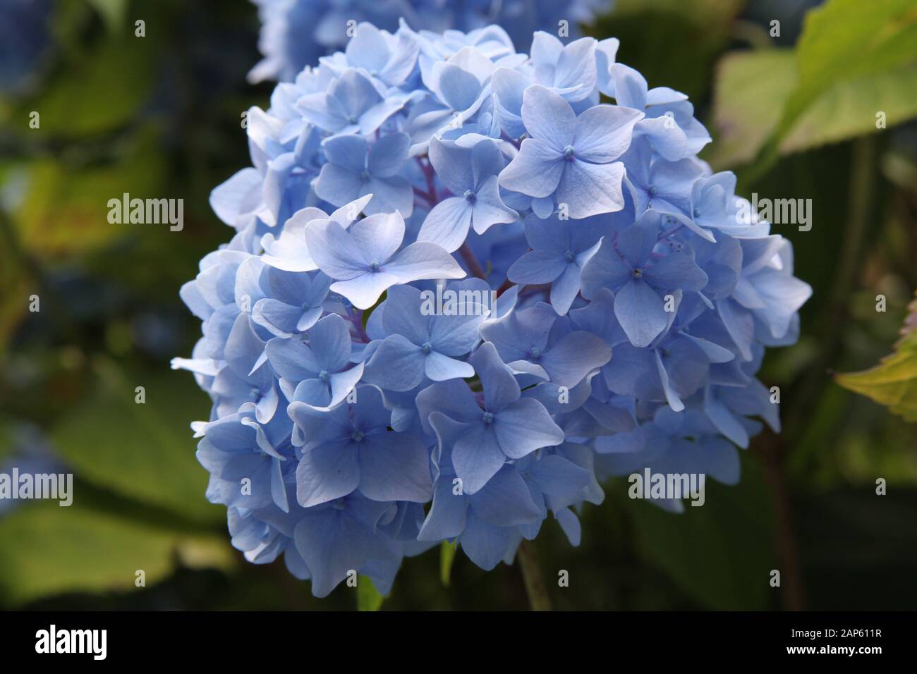 Blue Big leaf Hydrangeas Stock Photo - Alamy