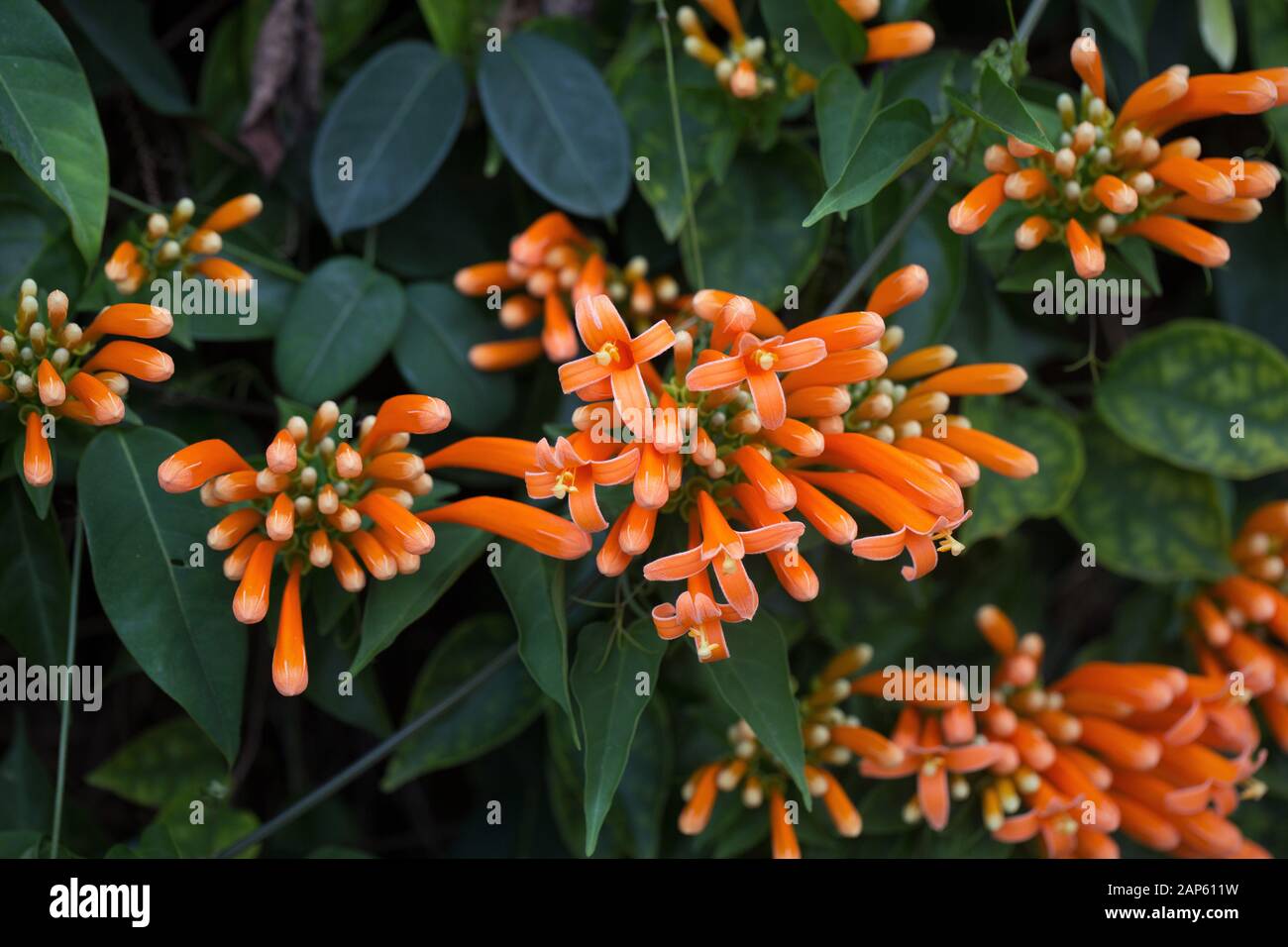 Pyrostegia venusta flowers Stock Photo - Alamy
