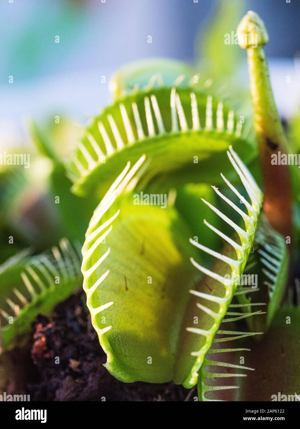 The carnivorous Venus Fly Trap photographed in macro Stock Photo - Alamy