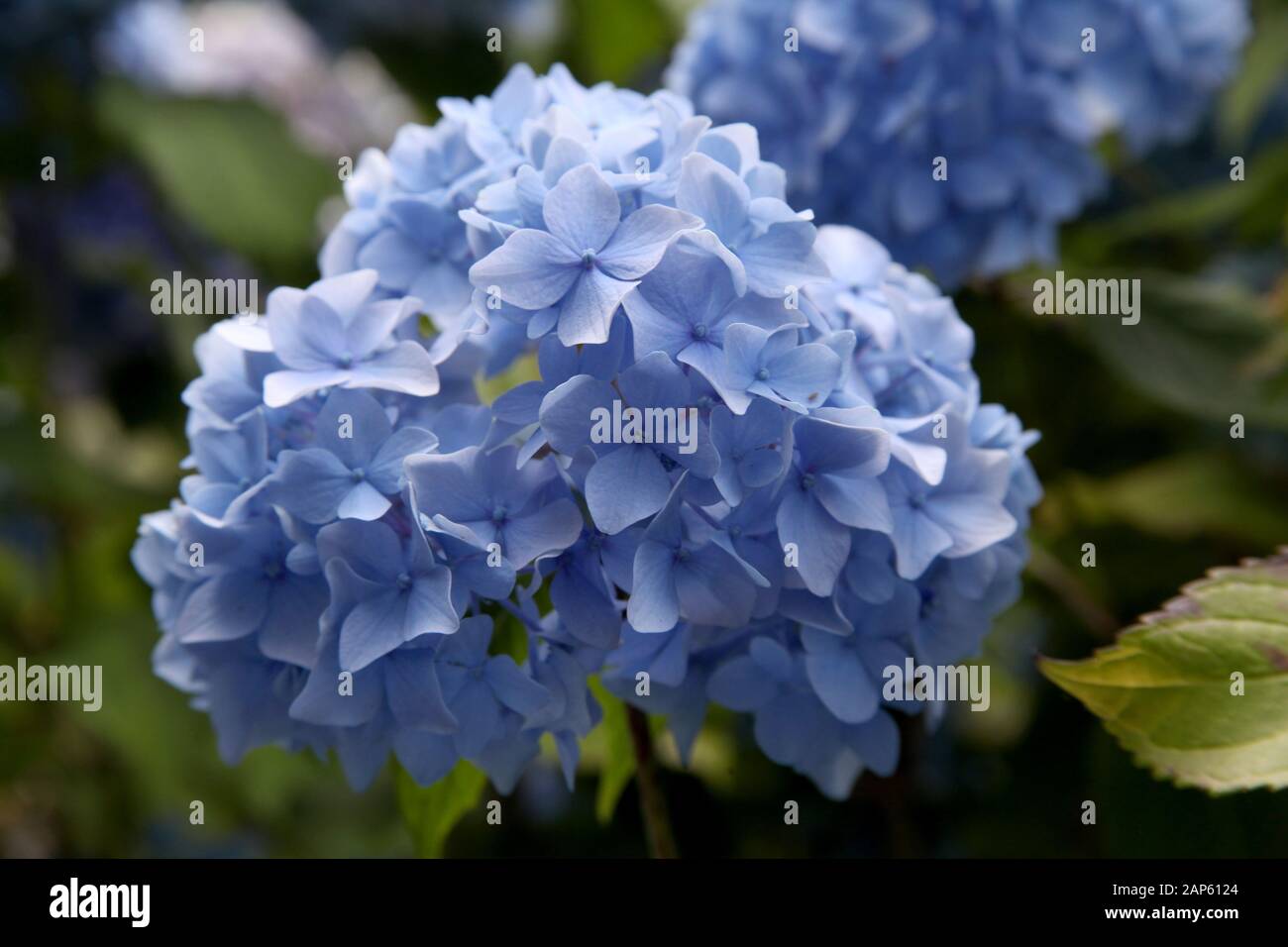 Blue Big leaf Hydrangeas Stock Photo - Alamy
