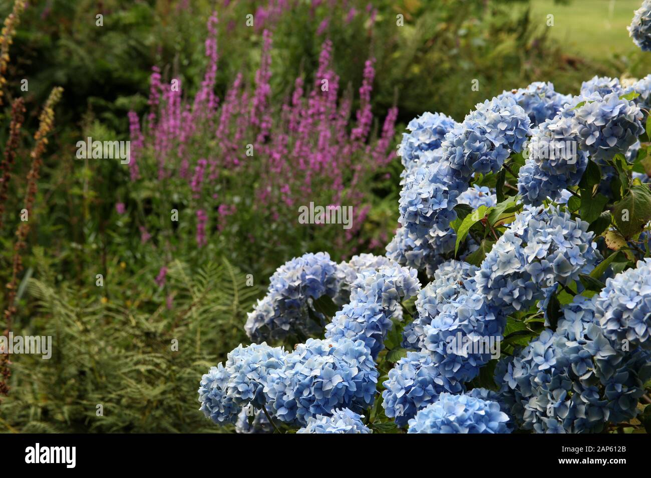 Blue Big leaf Hydrangeas Stock Photo - Alamy