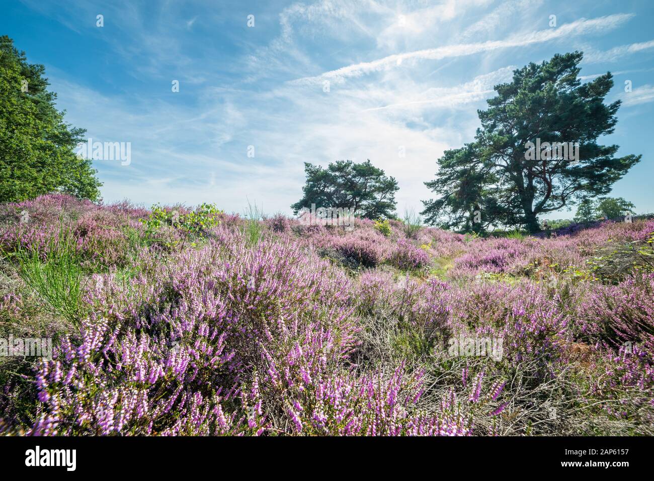Moor landscape in The Netherlands with purple colored flowering heather ...