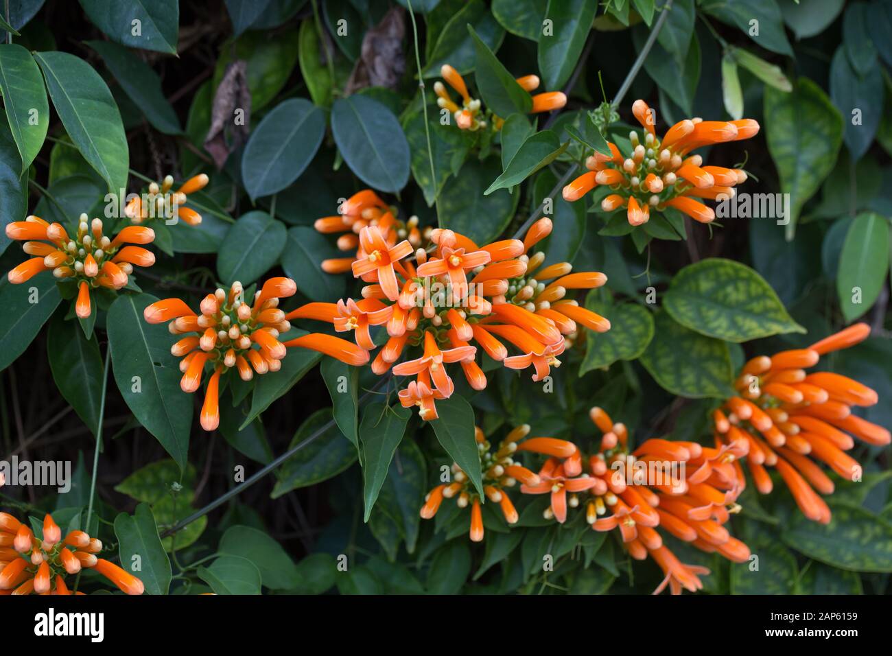 Pyrostegia venusta flowers Stock Photo - Alamy