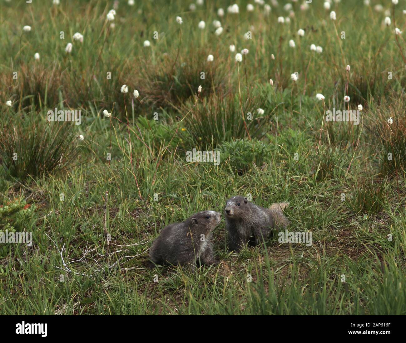 Olympic Marmot with baby Olympic National Park Washington state Stock ...