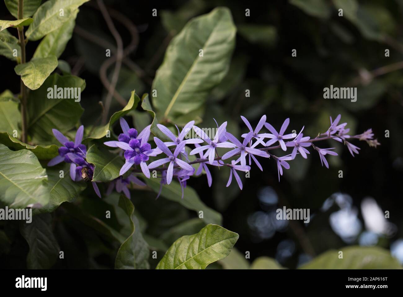 Petrea volubilis, commonly known as purple wreath flowers Stock Photo ...