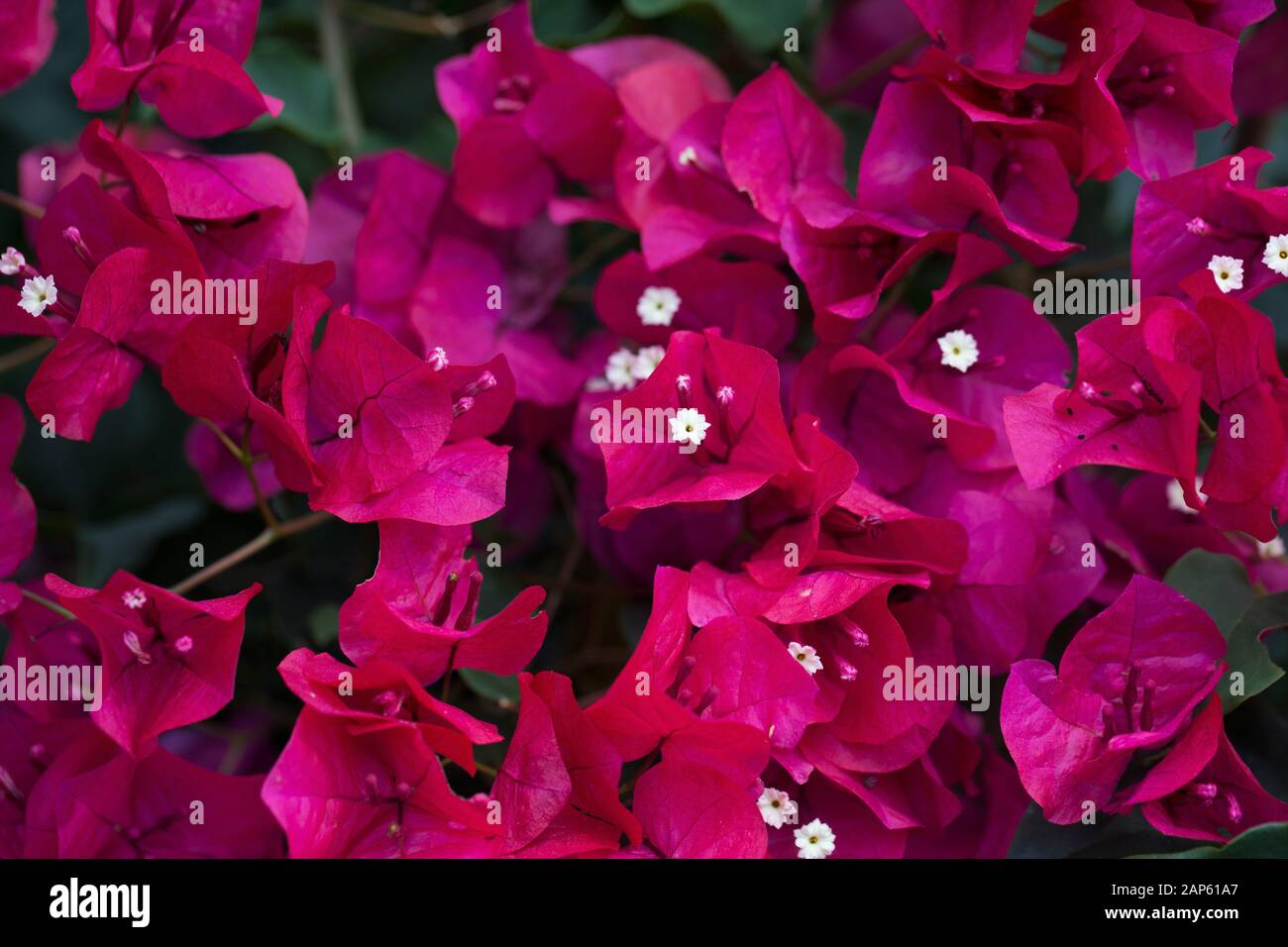 Bougainvillea 'Barbara Karst' flowers Stock Photo - Alamy