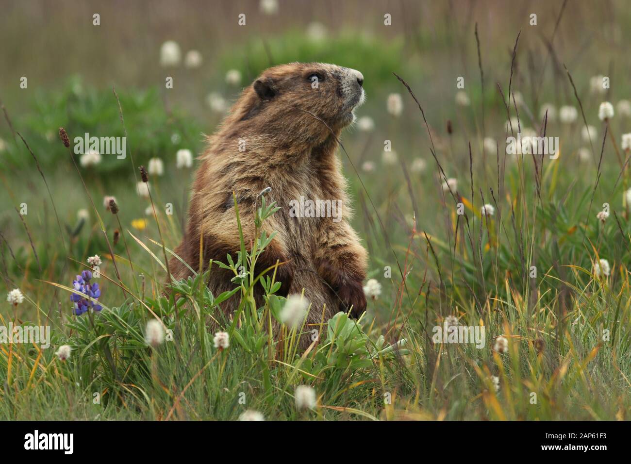 Olympic Marmot