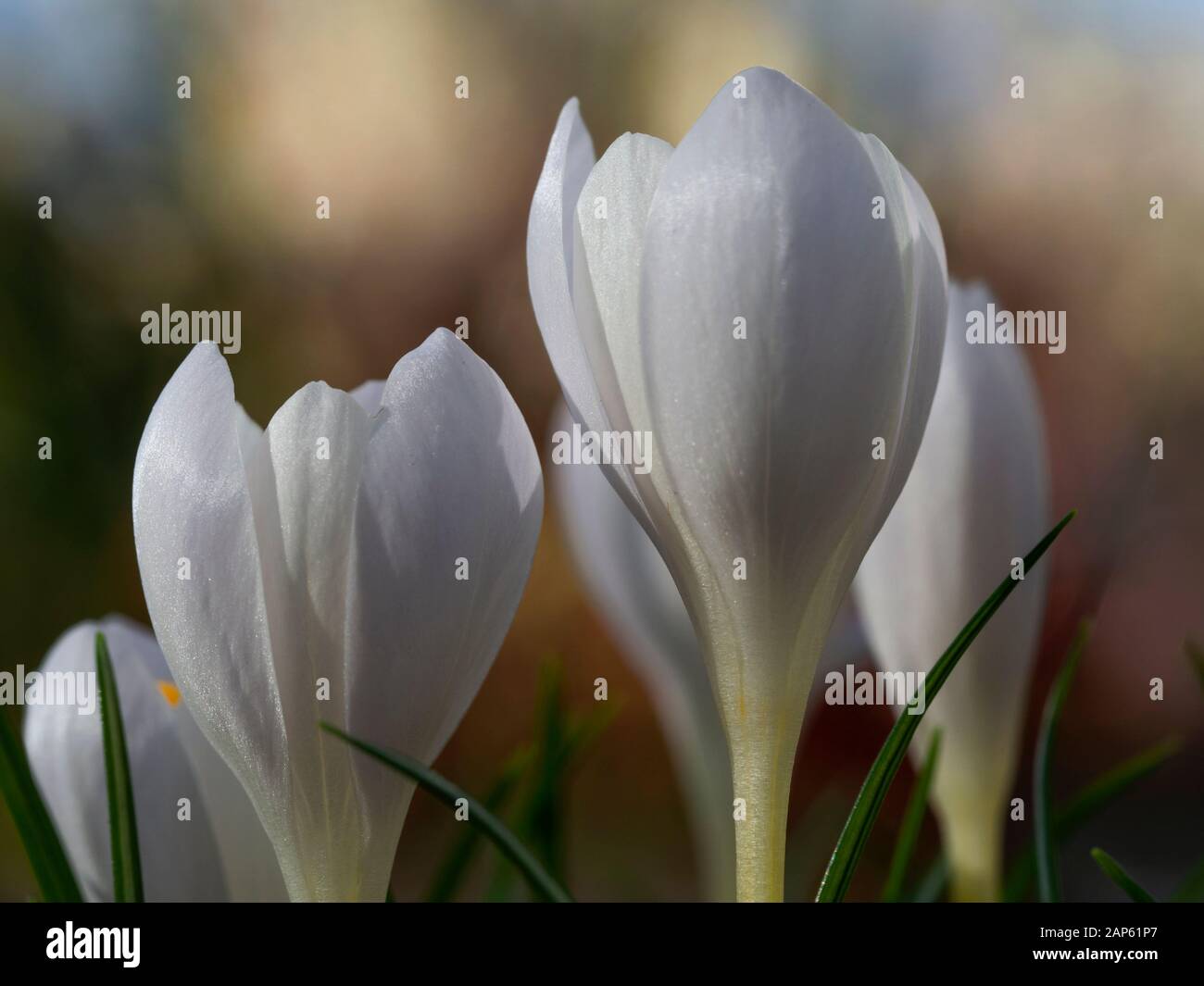Closeup of tiny white crocus flowers with green leaves and a defocused ...