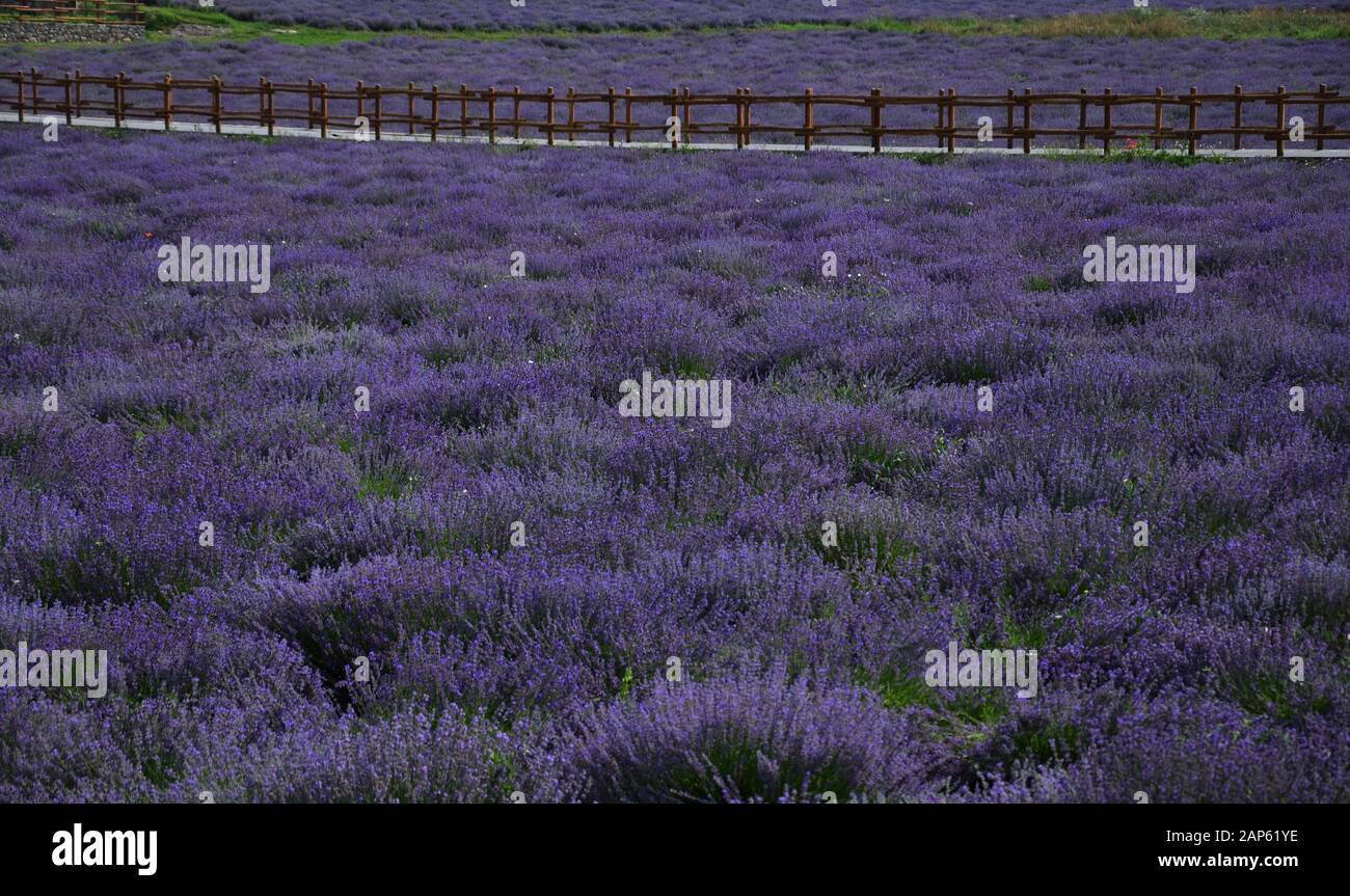 In July the color and the scent of lavender makes summer heat more ...