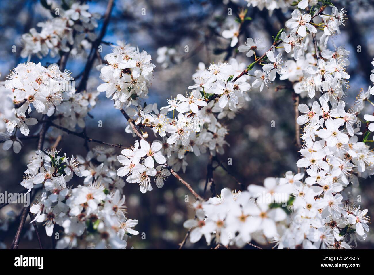 Flowering cherry against a blue sky. Cherry blossoms. Spring background ...