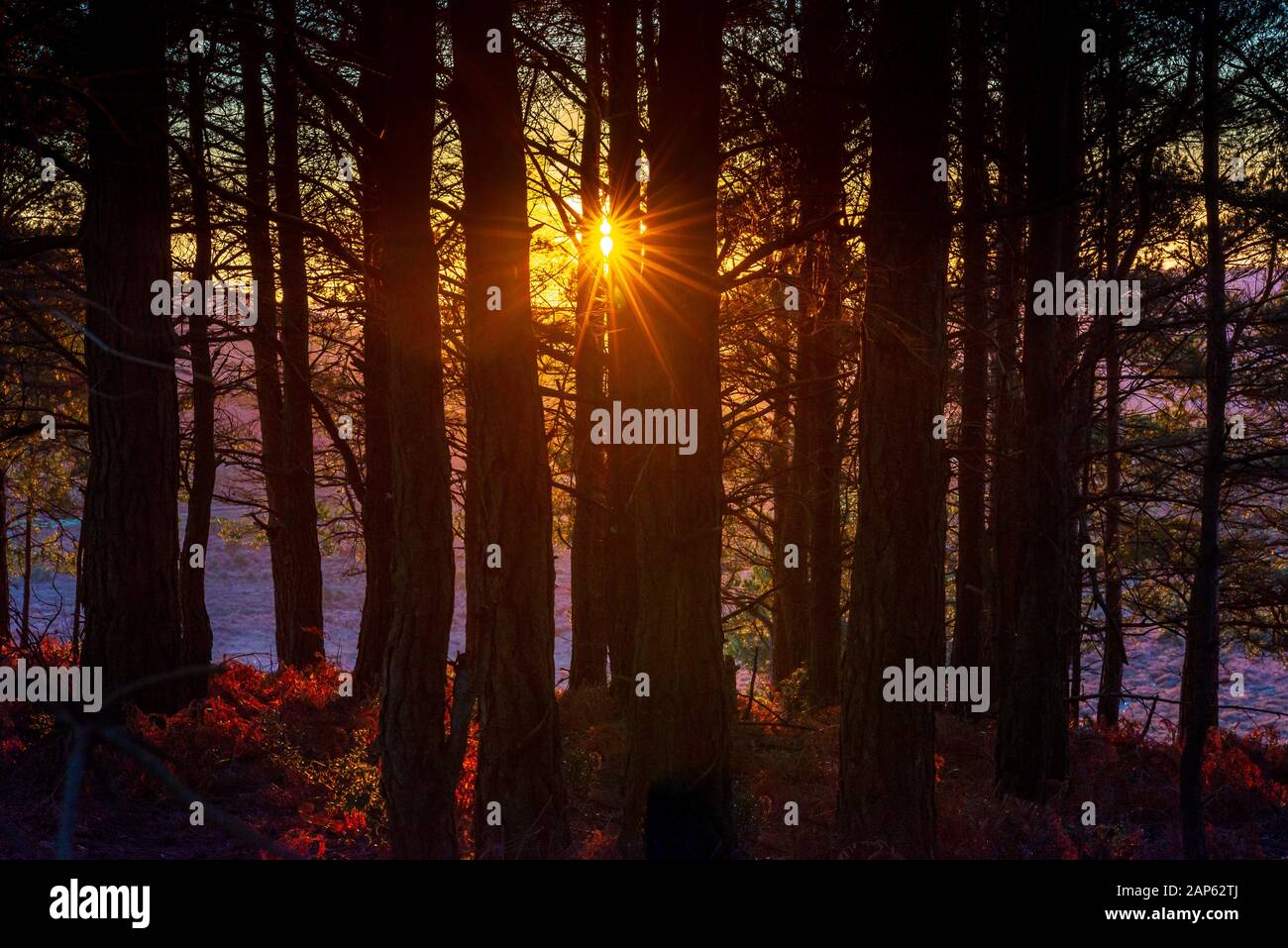 Sun shining through trees hi-res stock photography and images - Alamy