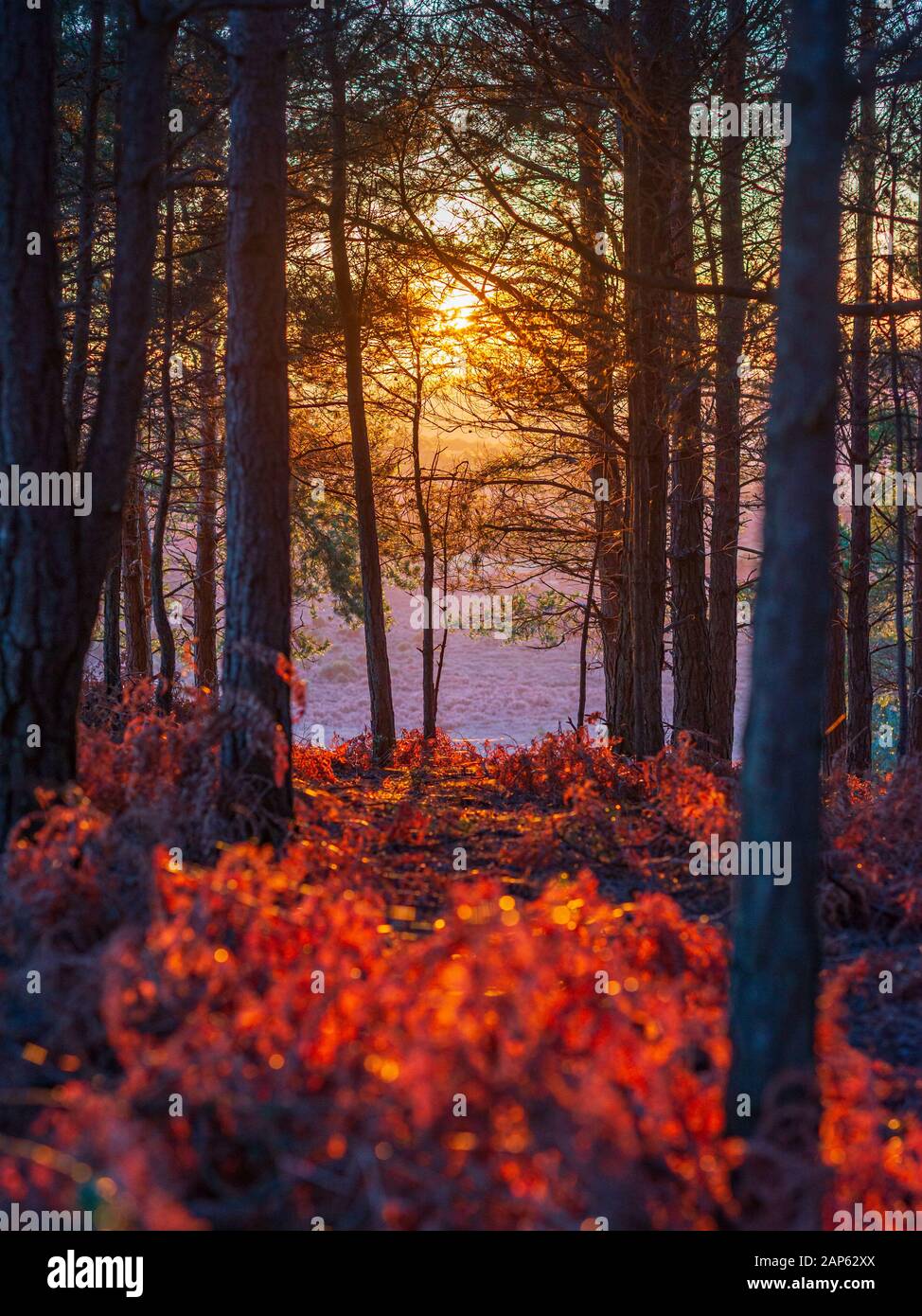 Sun shining through trees Stock Photo - Alamy