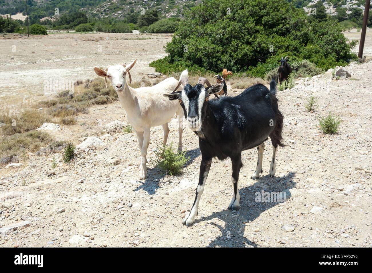 Goats on the beach hi-res stock photography and images - Alamy