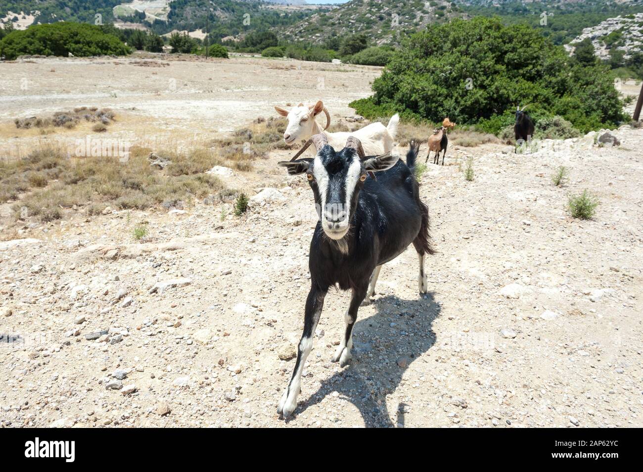 Goats on the beach hi-res stock photography and images - Alamy