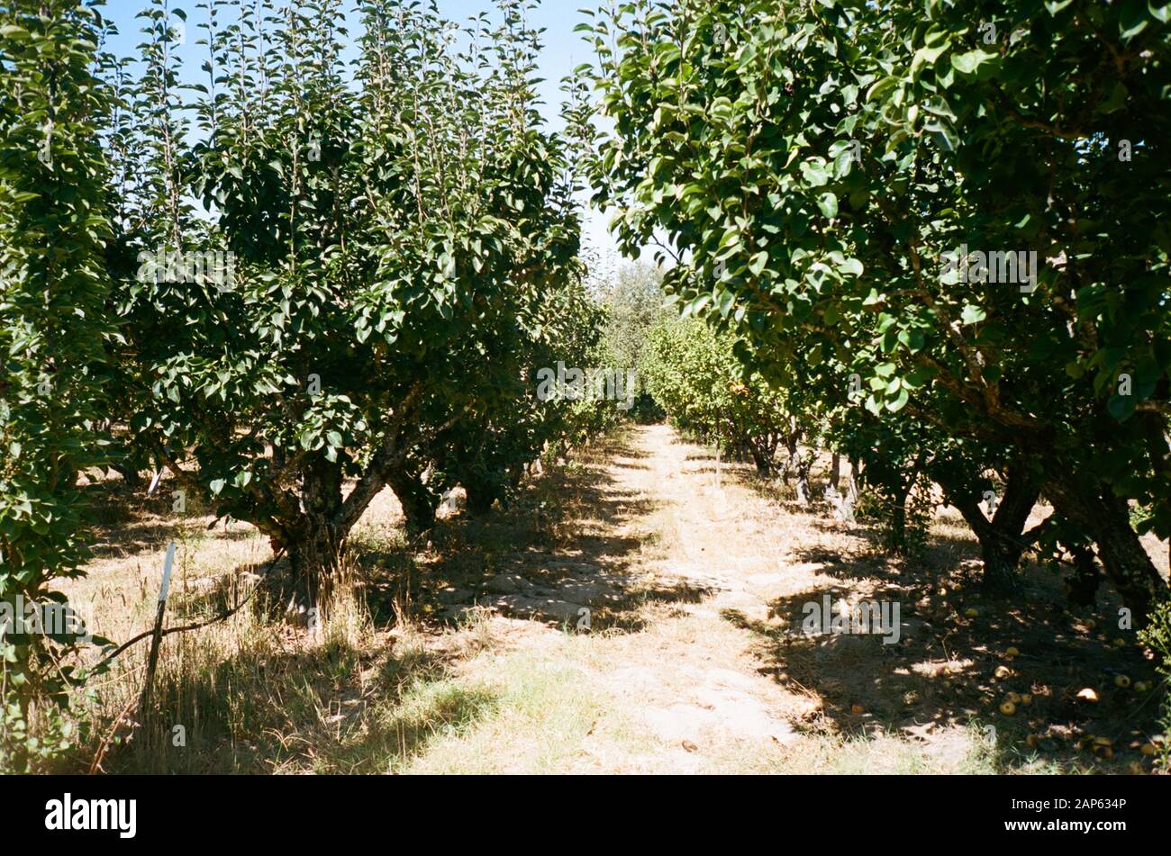 Apples are visible growing on trees at an apple orchard in Sonoma ...
