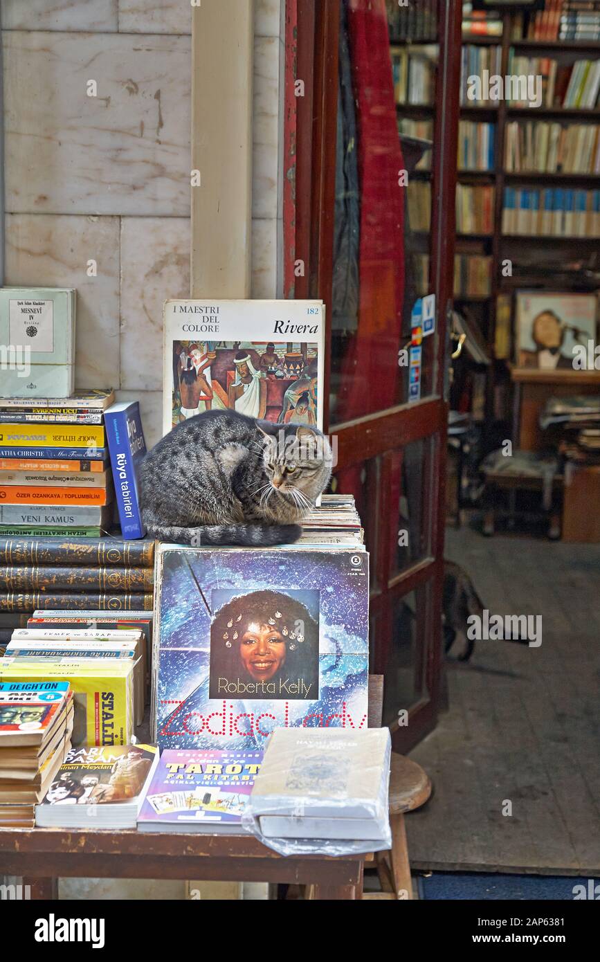 Bookshop cat hi-res stock photography and images - Alamy