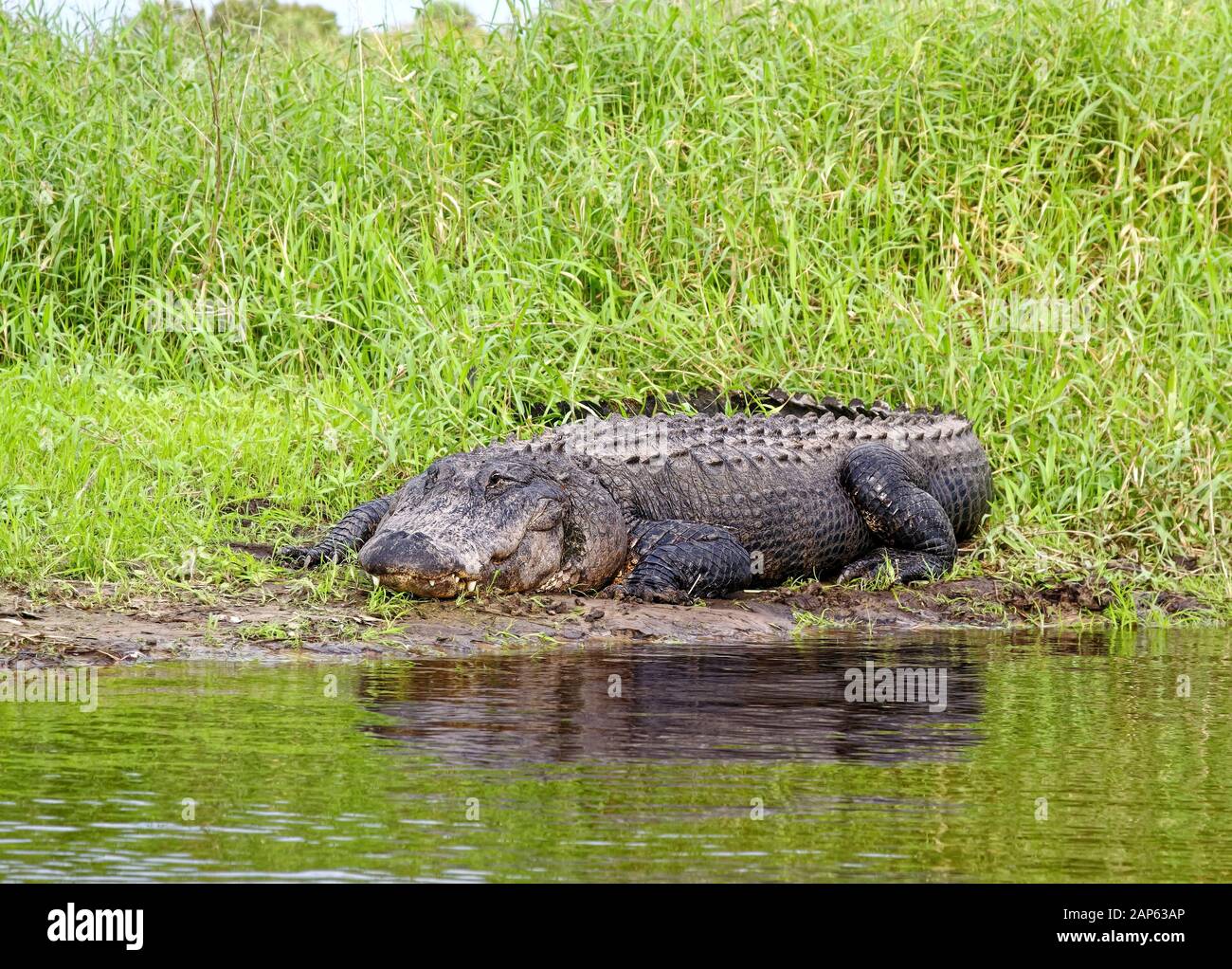 Florida State Reptile