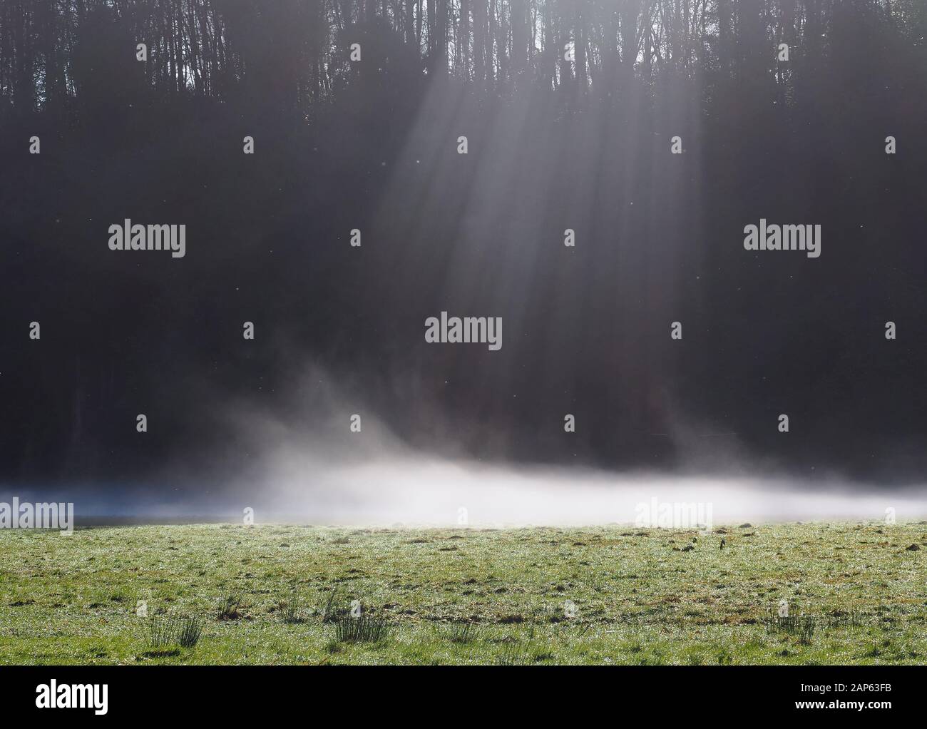 Steam in trees hi-res stock photography and images - Alamy