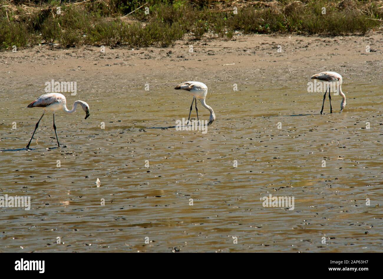Austral flamingo fishing in the lake Stock Photo - Alamy