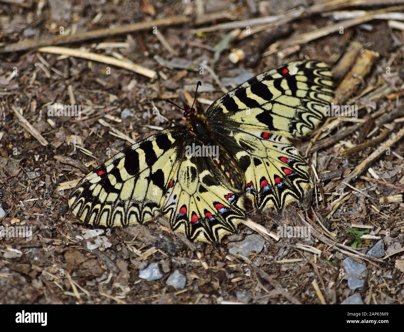 Southern festoon - Zerynthia polyxena Stock Photo - Alamy
