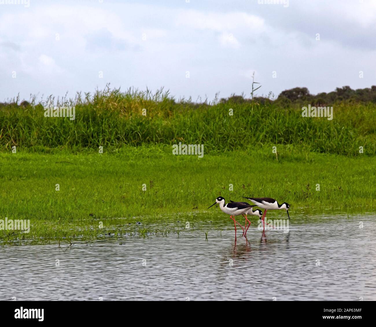 3 Black-necked stilts; animals; birds; wildlife; standing in water ...