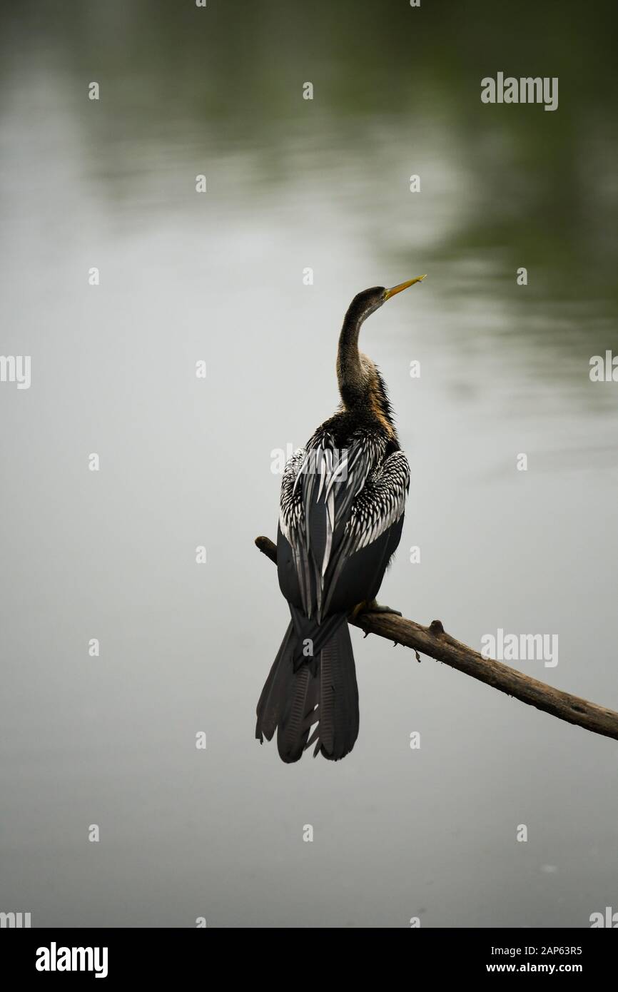 India anhinga melanogaster indian darter hi-res stock photography and ...