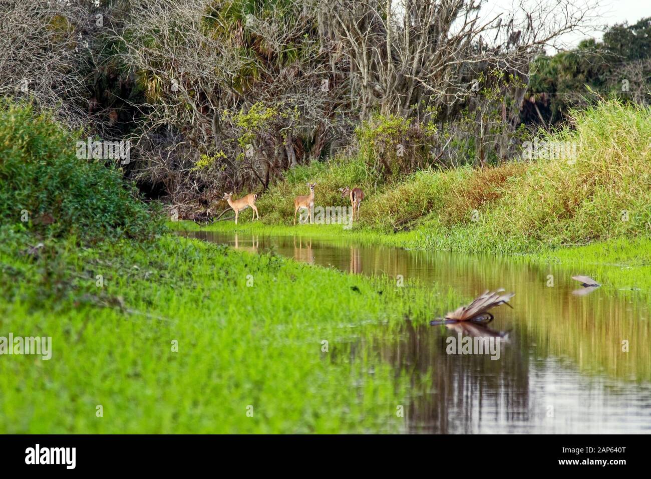 Myakka river state park deer hi-res stock photography and images - Alamy