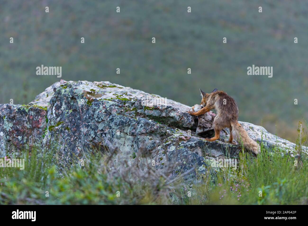 ZORRO COMUN O ROJO - RED FOX - Vulpes vulpes Stock Photo - Alamy
