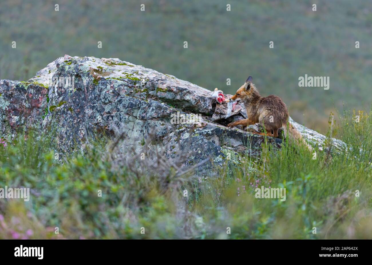 ZORRO COMUN O ROJO - RED FOX - Vulpes vulpes Stock Photo - Alamy