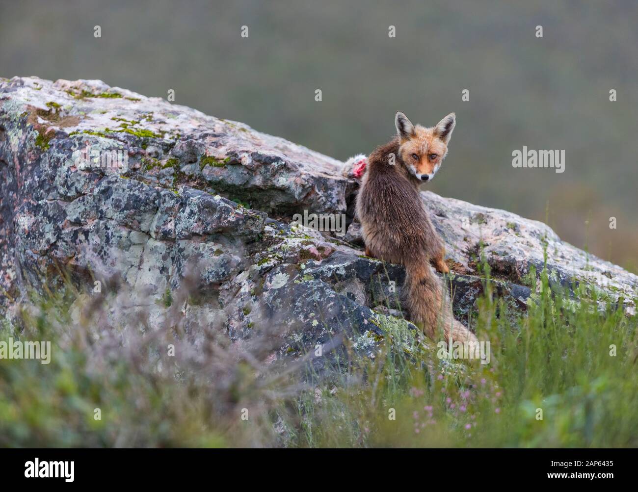 ZORRO COMUN O ROJO - RED FOX - Vulpes vulpes Stock Photo - Alamy