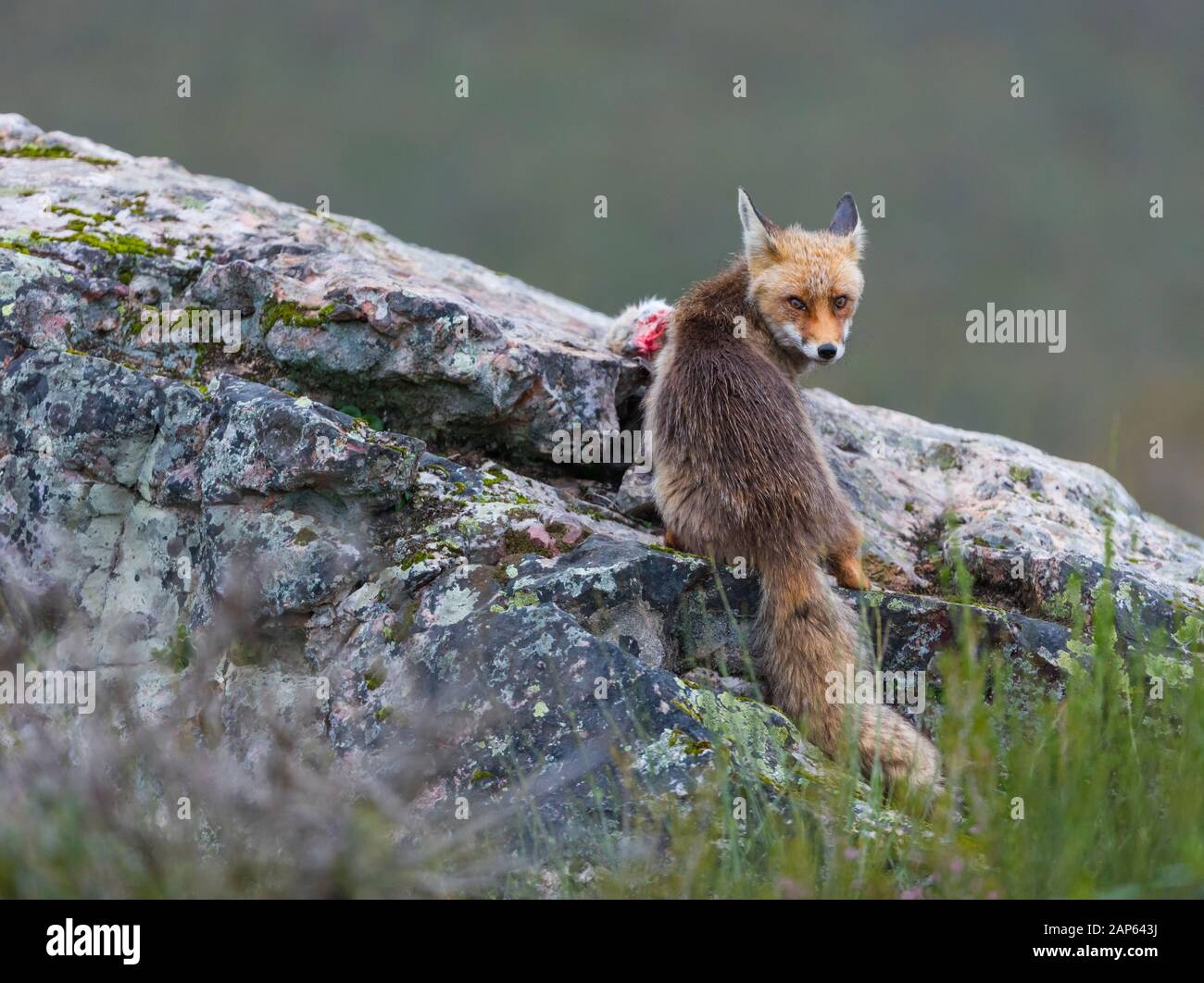 Zorro rojo hi-res stock photography and images - Alamy
