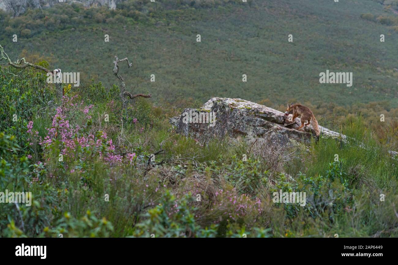 ZORRO COMUN O ROJO - RED FOX - Vulpes vulpes Stock Photo - Alamy