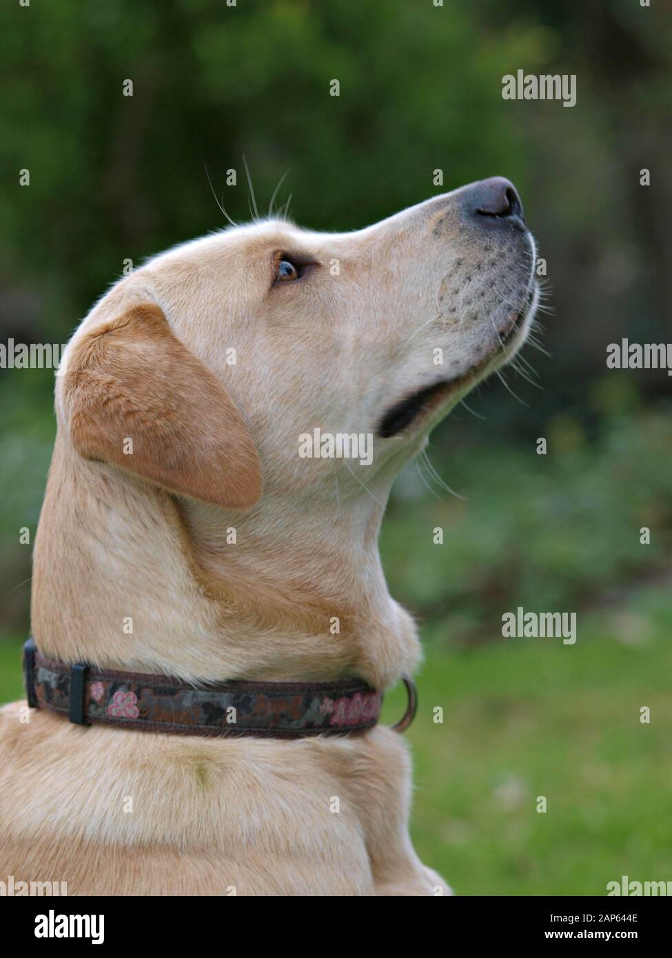 Labrador in the garden hi-res stock photography and images - Alamy