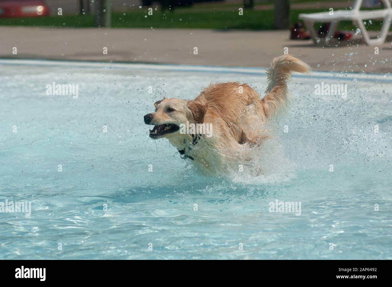 Dog jumping swimming pool hi-res stock photography and images - Alamy