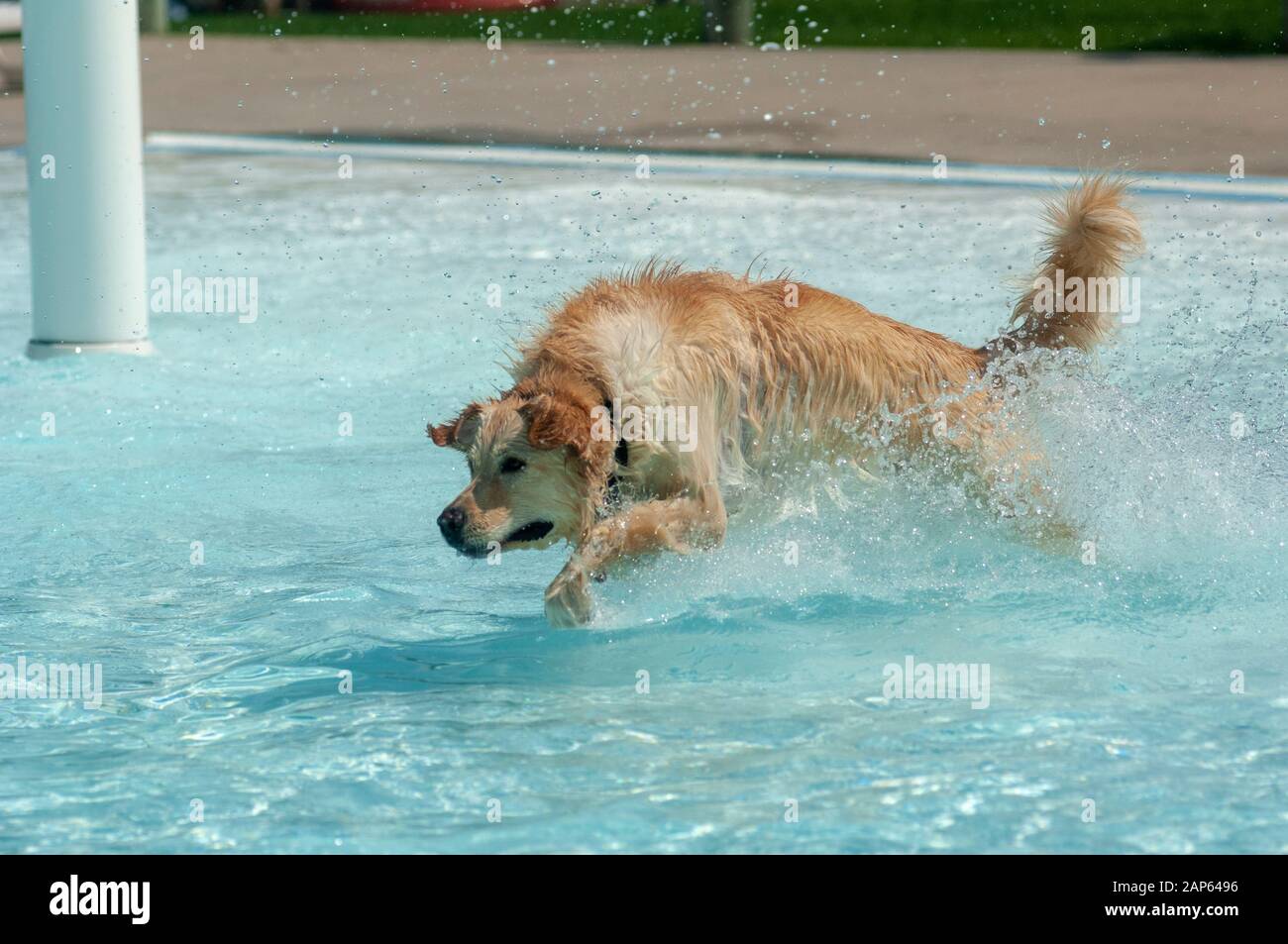 A dog runs through a swimming pool Stock Photo - Alamy