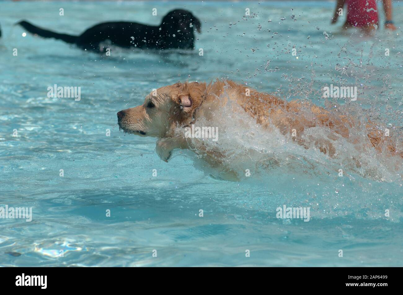 A dog runs through a swimming pool Stock Photo - Alamy