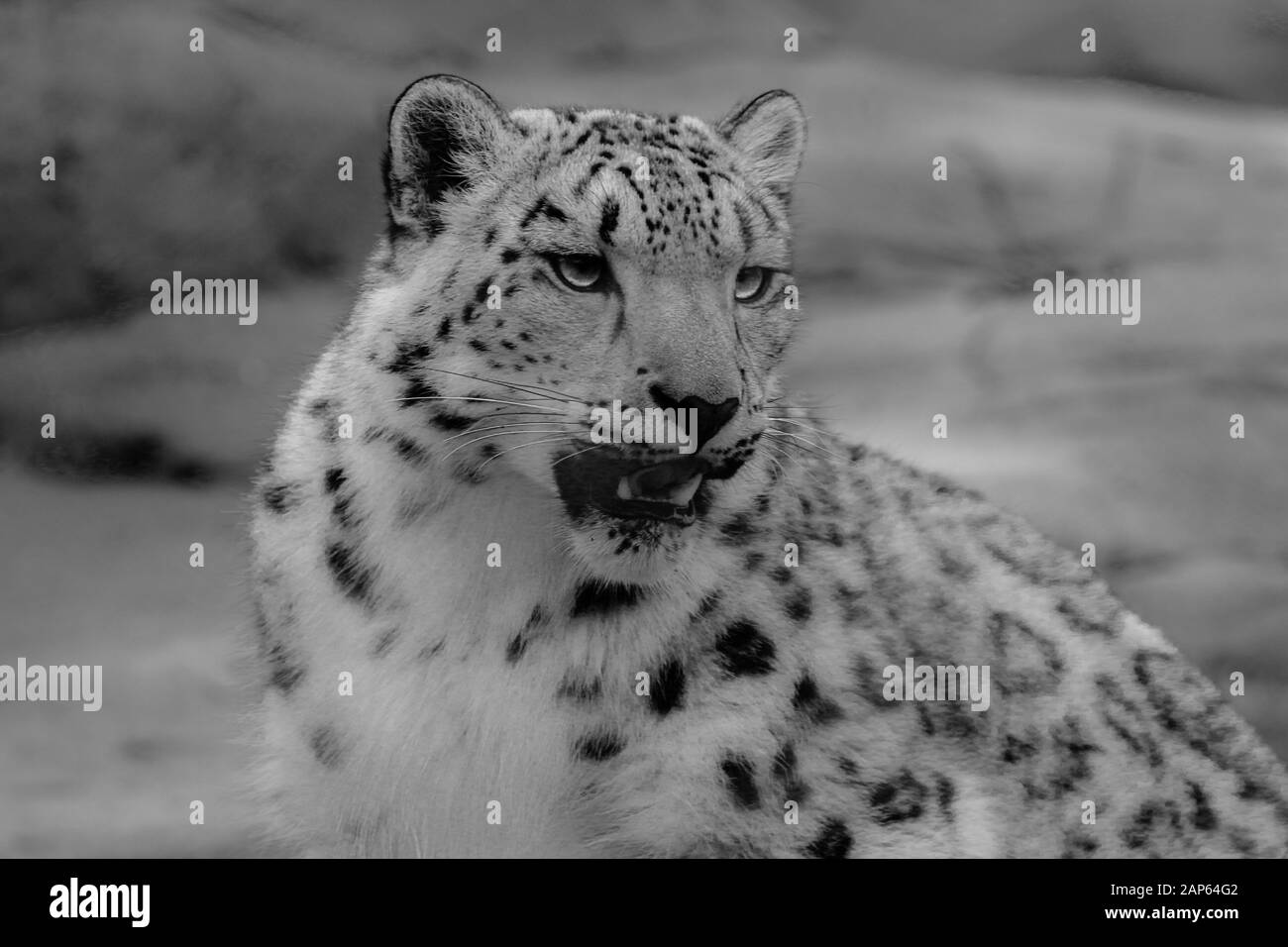 Spot on nose Black and White Stock Photos & Images - Alamy