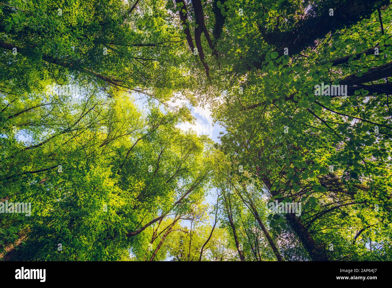 Green forest. Tree with green Leaves and sun light. Bottom view ...